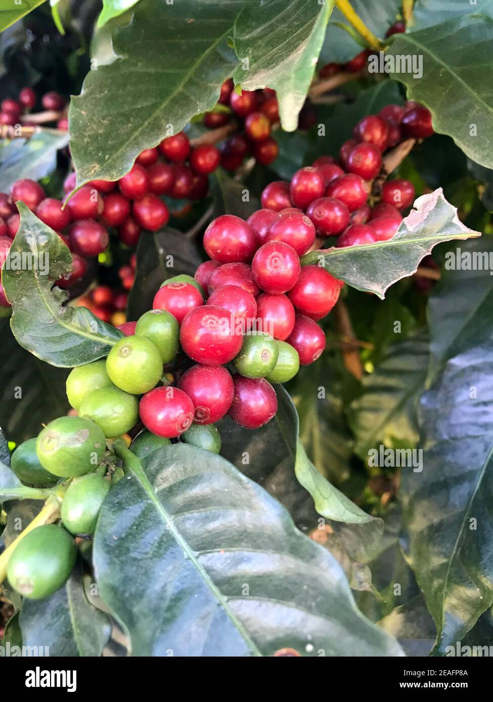 MINAS GERAIS, BRAZIL: Coffee bean on coffee tree in cafe plantation ...
