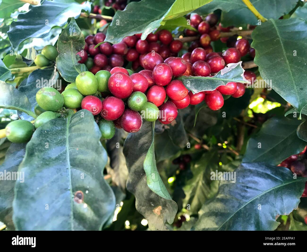 MINAS GERAIS, BRAZIL: Coffee bean on coffee tree in cafe plantation ...