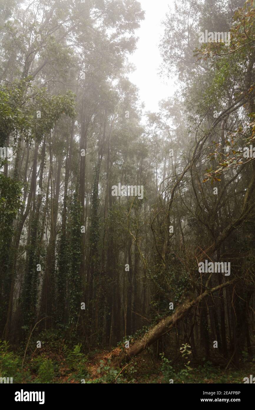 Fallen tree in the forest Stock Photo - Alamy