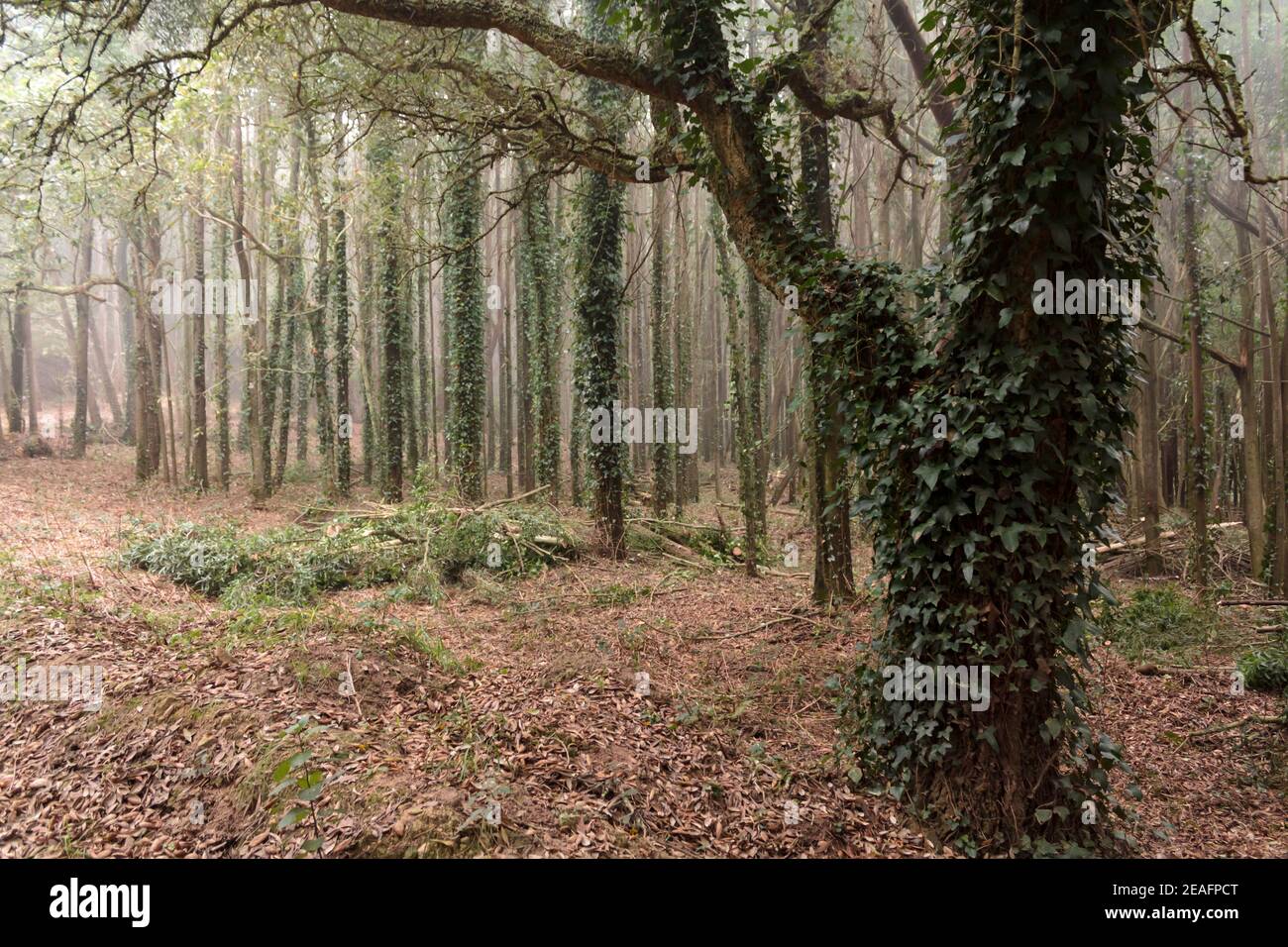 Forest with beautiful trees with climbing ivy Stock Photo - Alamy
