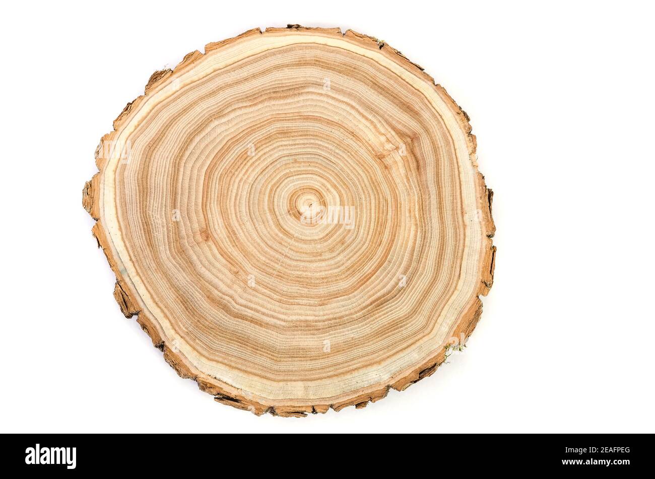 Cross section of a cut wood tree trunk slice with wavy pattern cracks ...