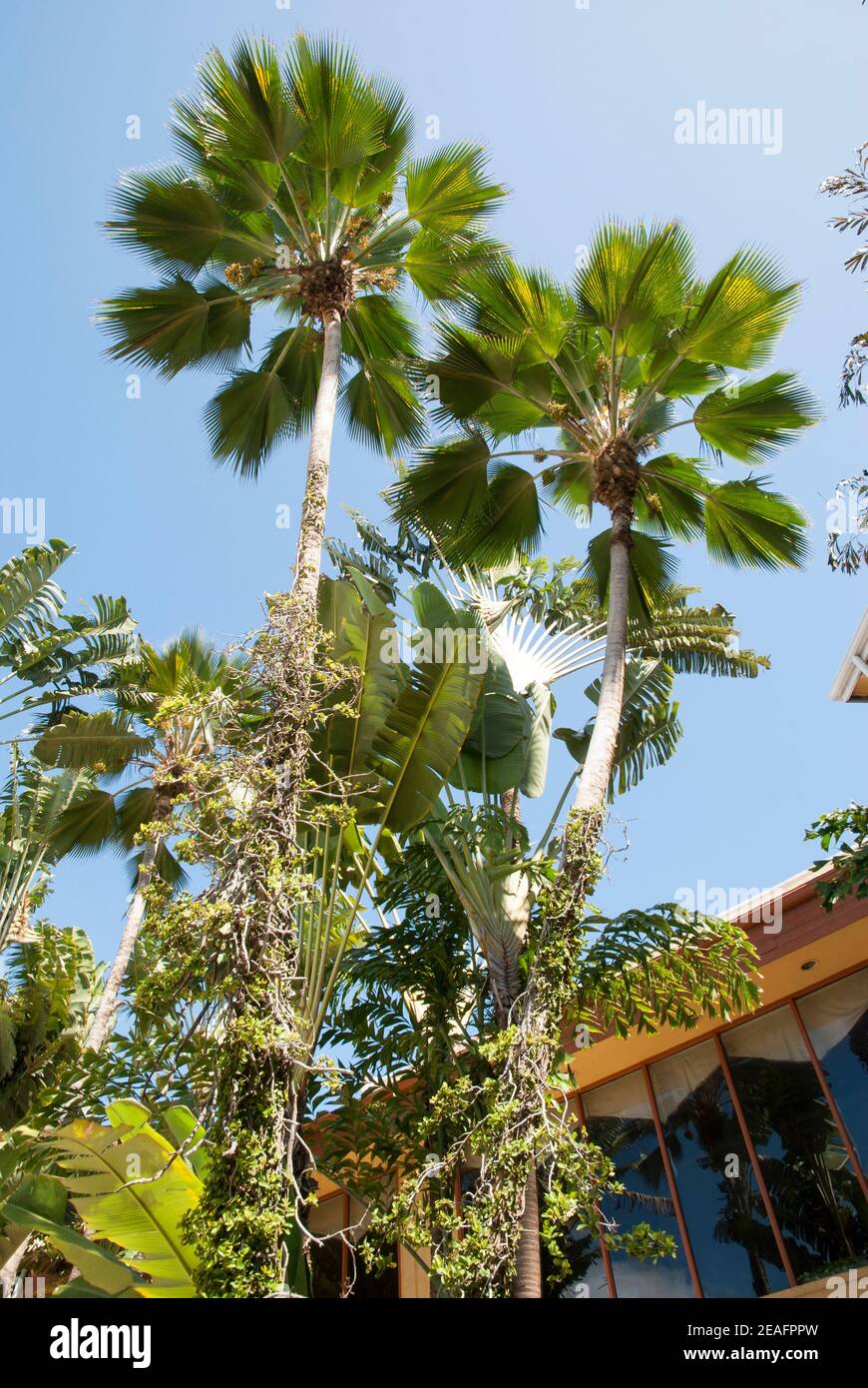 Two tall palm trees growing close to the building window on Grand ...