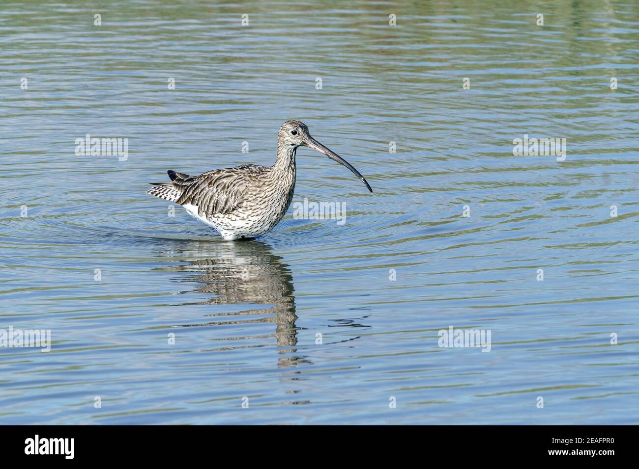 Eurasian curlew, Numenius arquata, single bird feeding in shallow water ...