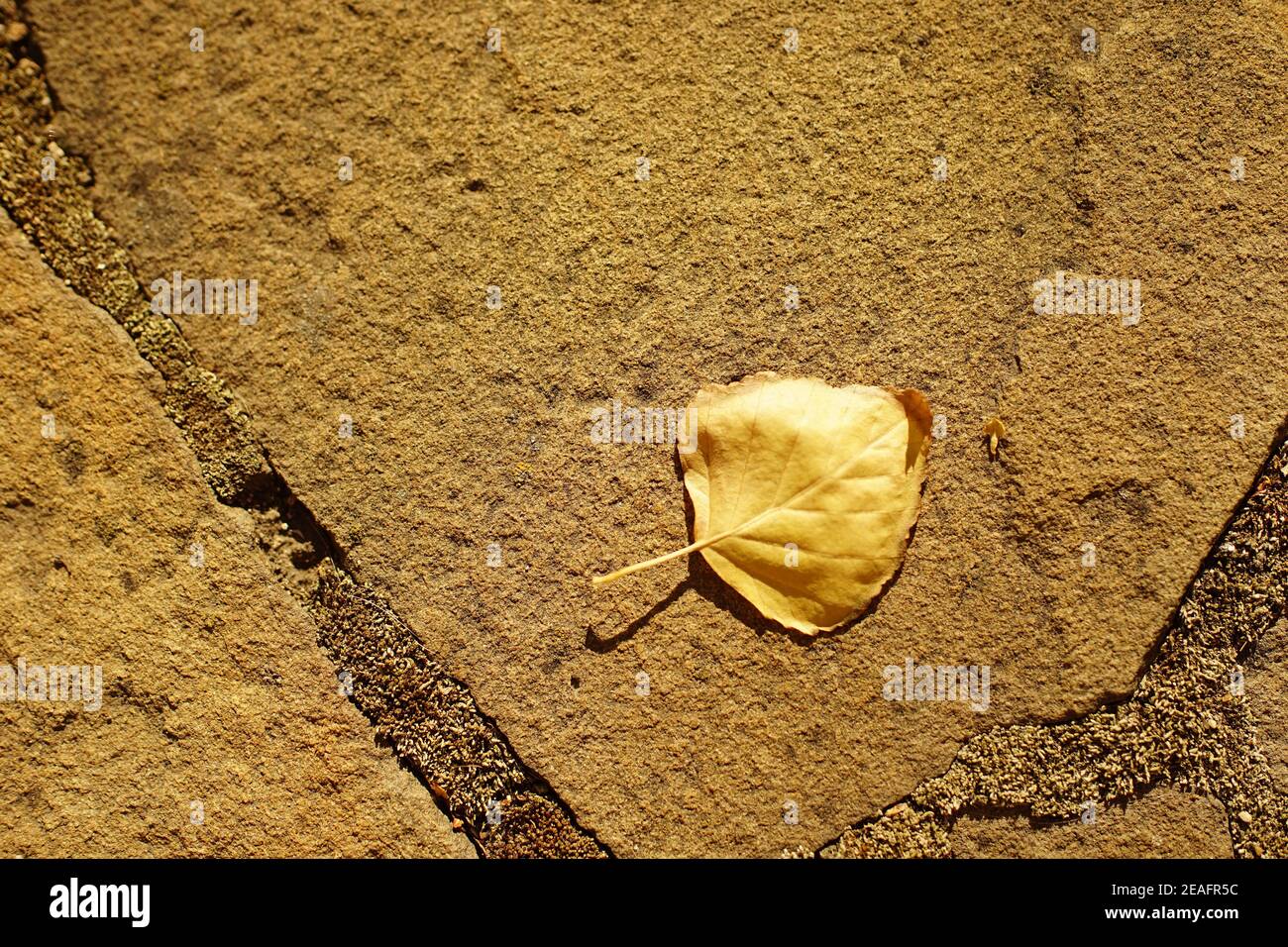 Top view old birch hi-res stock photography and images - Alamy