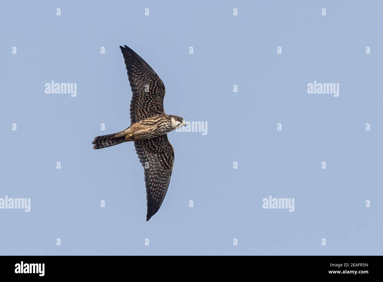 Dragonfly hunts fly hi-res stock photography and images - Alamy