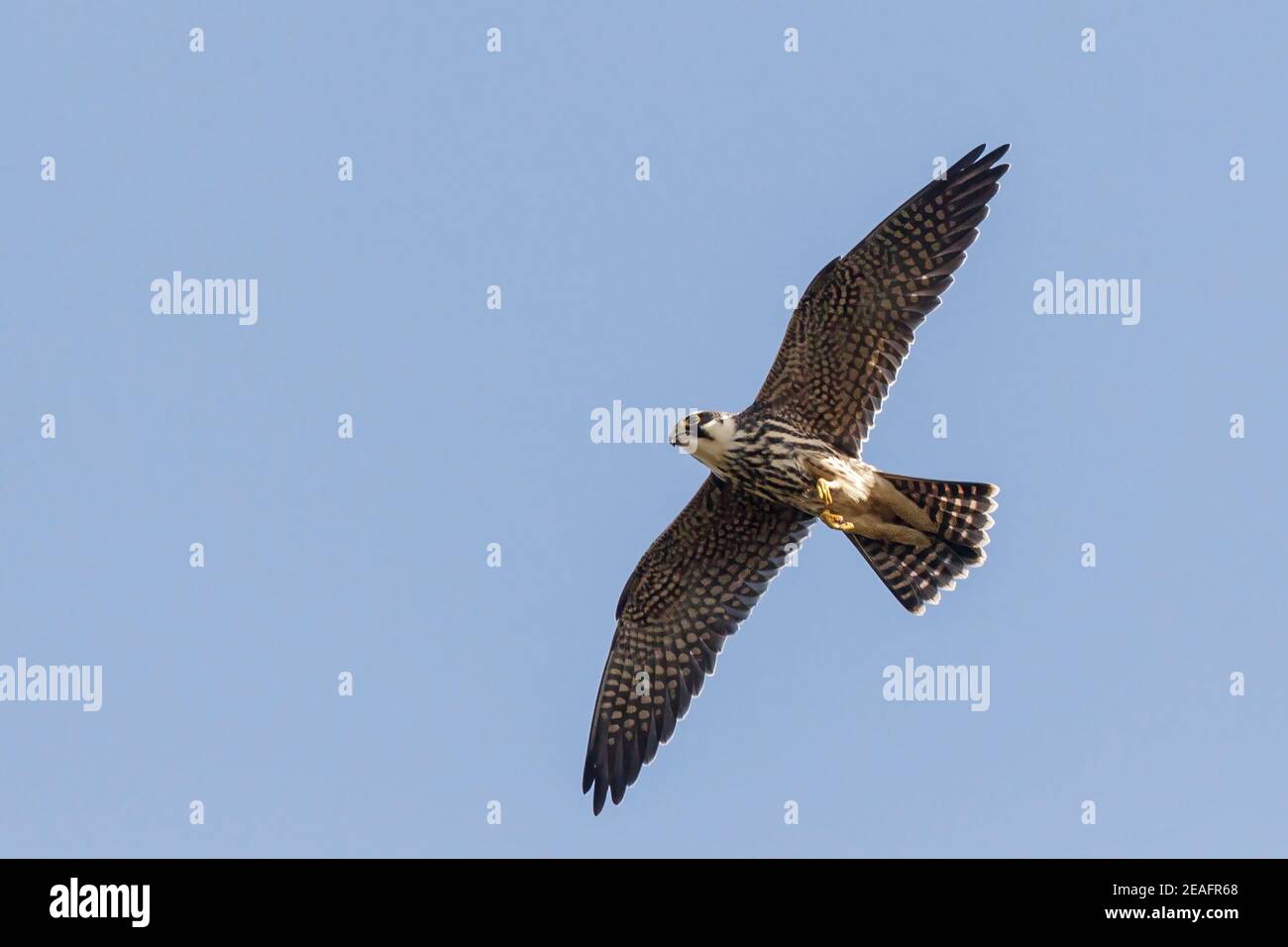 Dragonfly hunts fly hi-res stock photography and images - Alamy