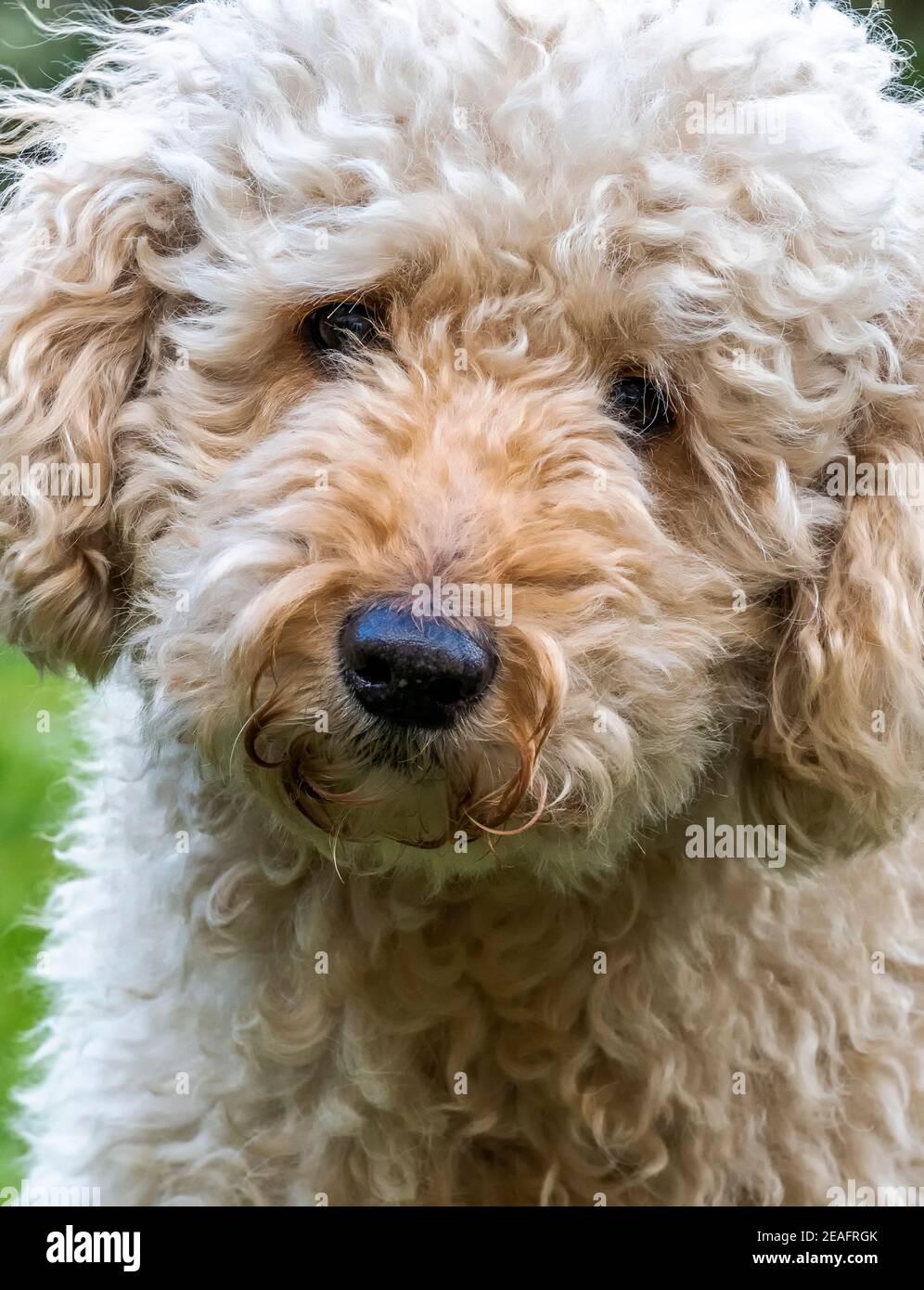 Very cute but sad looking beige Labradoodle dog looking directly at the ...