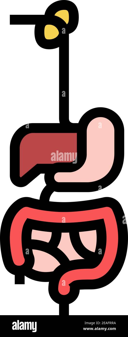 digestive system color icon vector illustration Stock Vector Image ...
