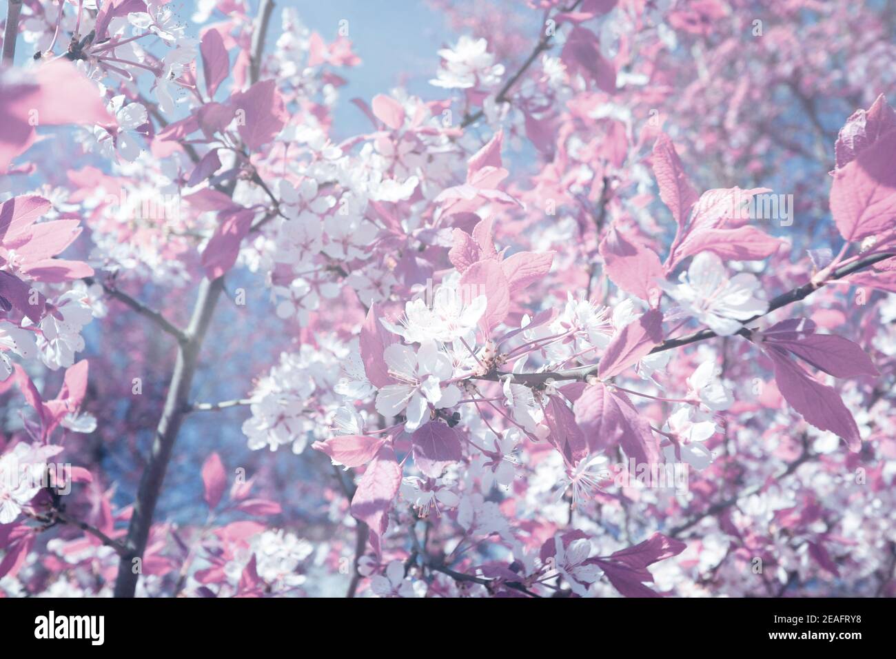 Infrared cherry blossom tree hi-res stock photography and images - Alamy