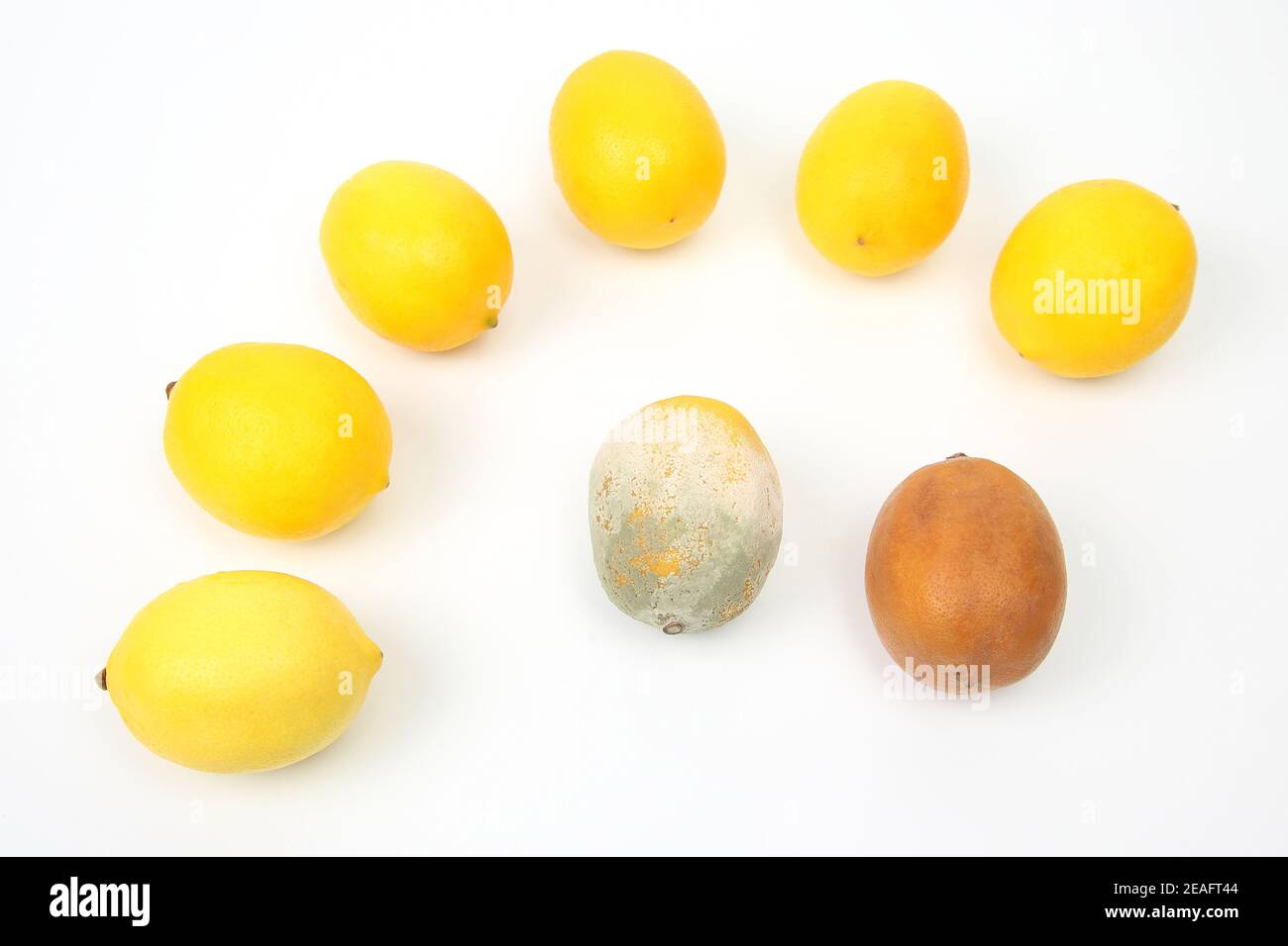 Rotten lemon next to fresh lemons on a white background Stock Photo - Alamy