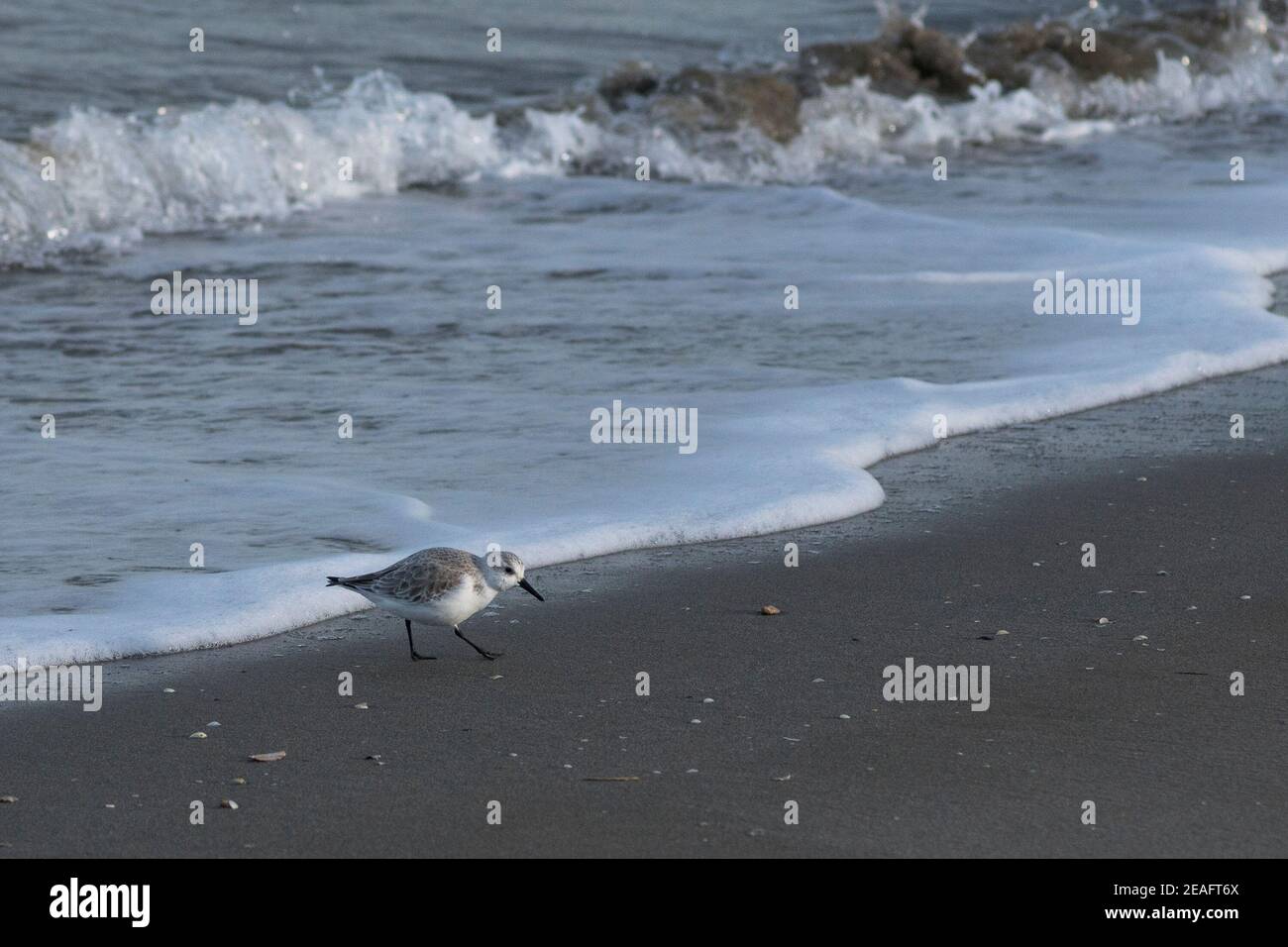 Petite bird hi-res stock photography and images - Alamy