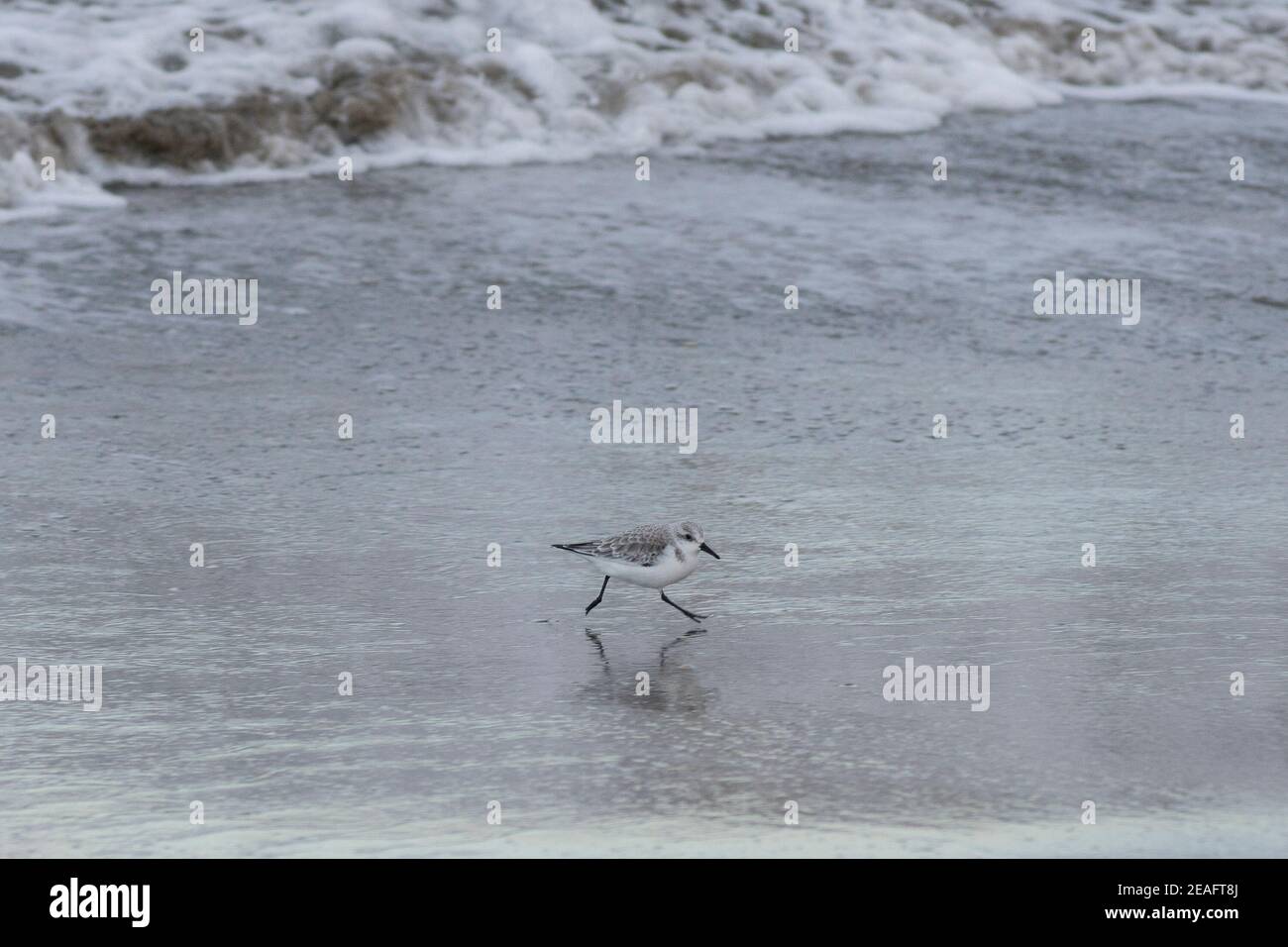 Petite bird hi-res stock photography and images - Alamy