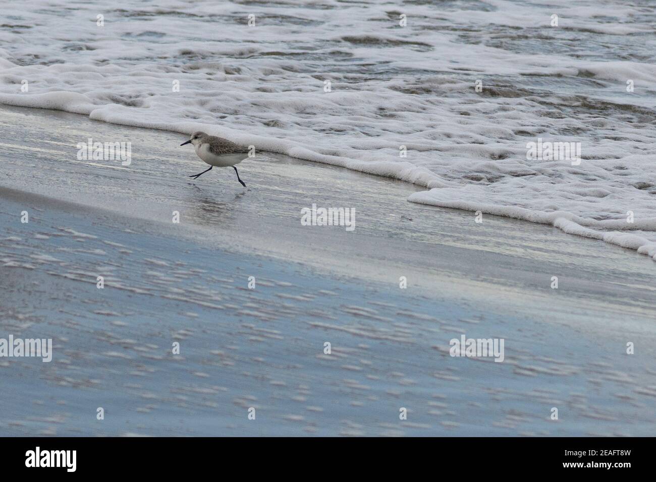 Small bird on wet sand Stock Photo - Alamy