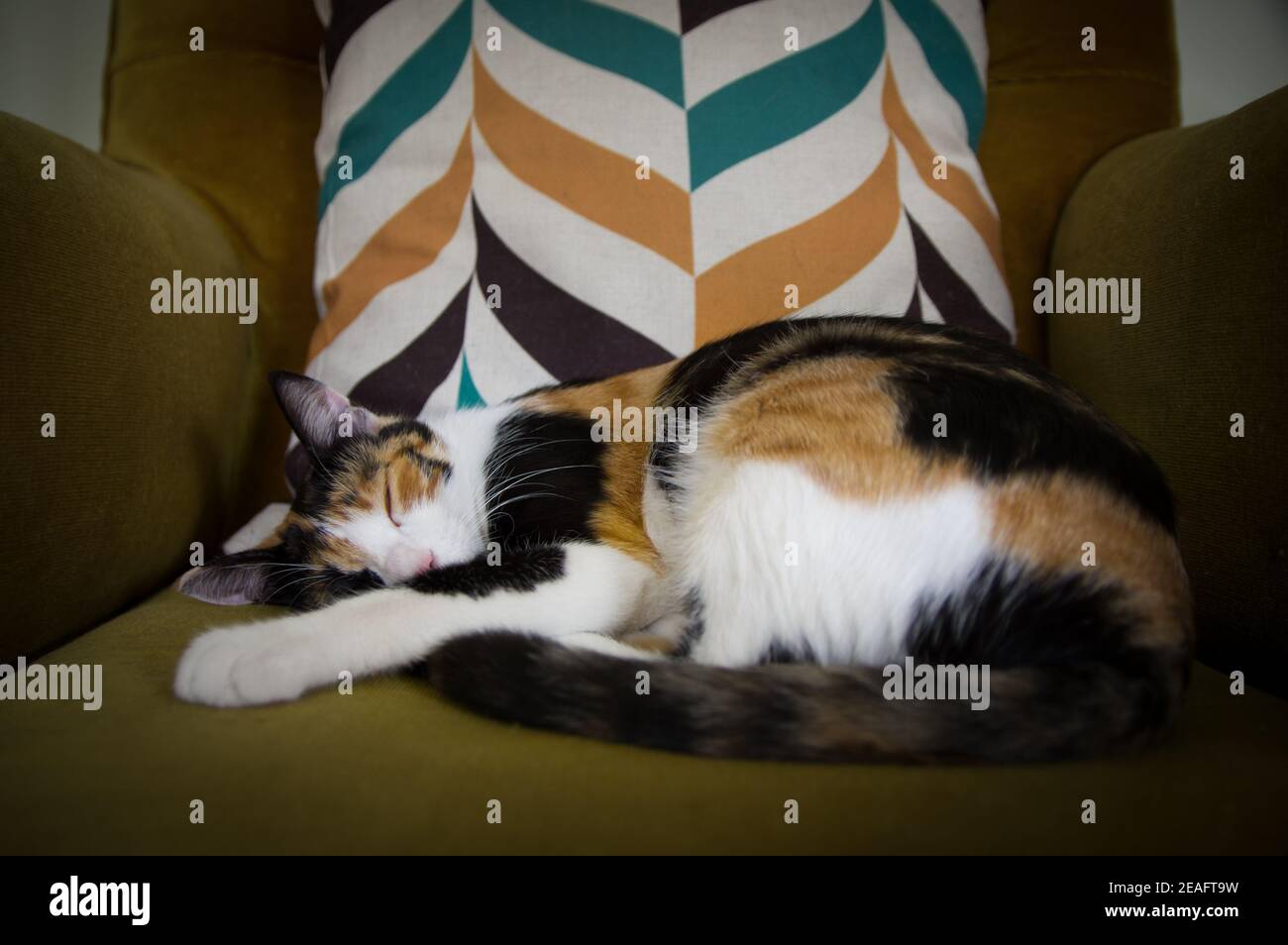 Quarantine with my cat hi-res stock photography and images - Alamy