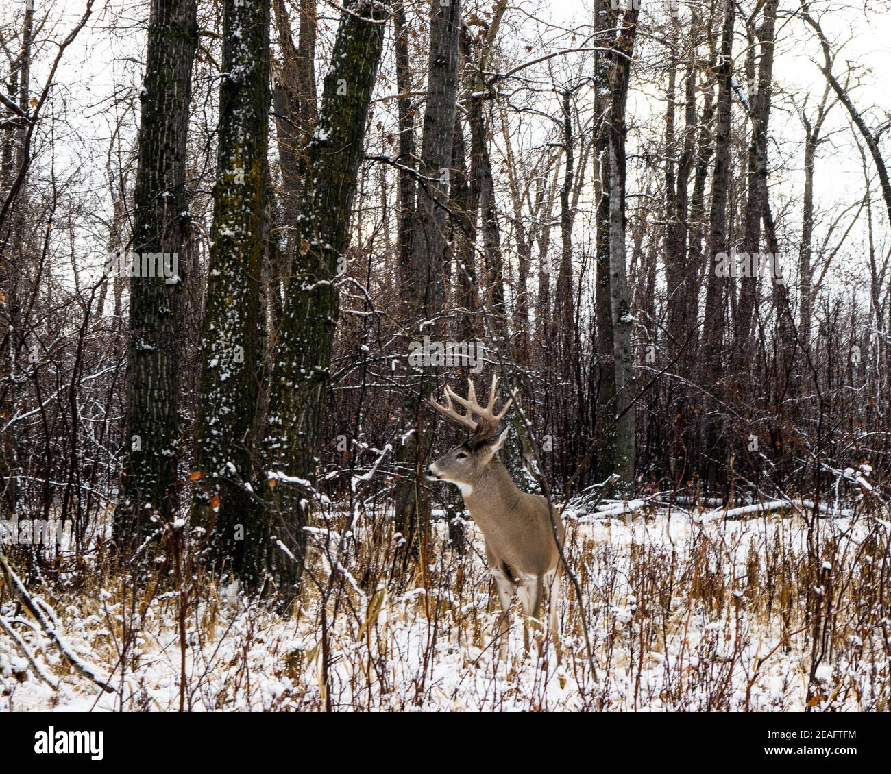Canadian deer hi-res stock photography and images - Alamy