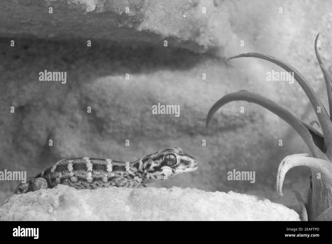 Baby gecko hi-res stock photography and images - Alamy