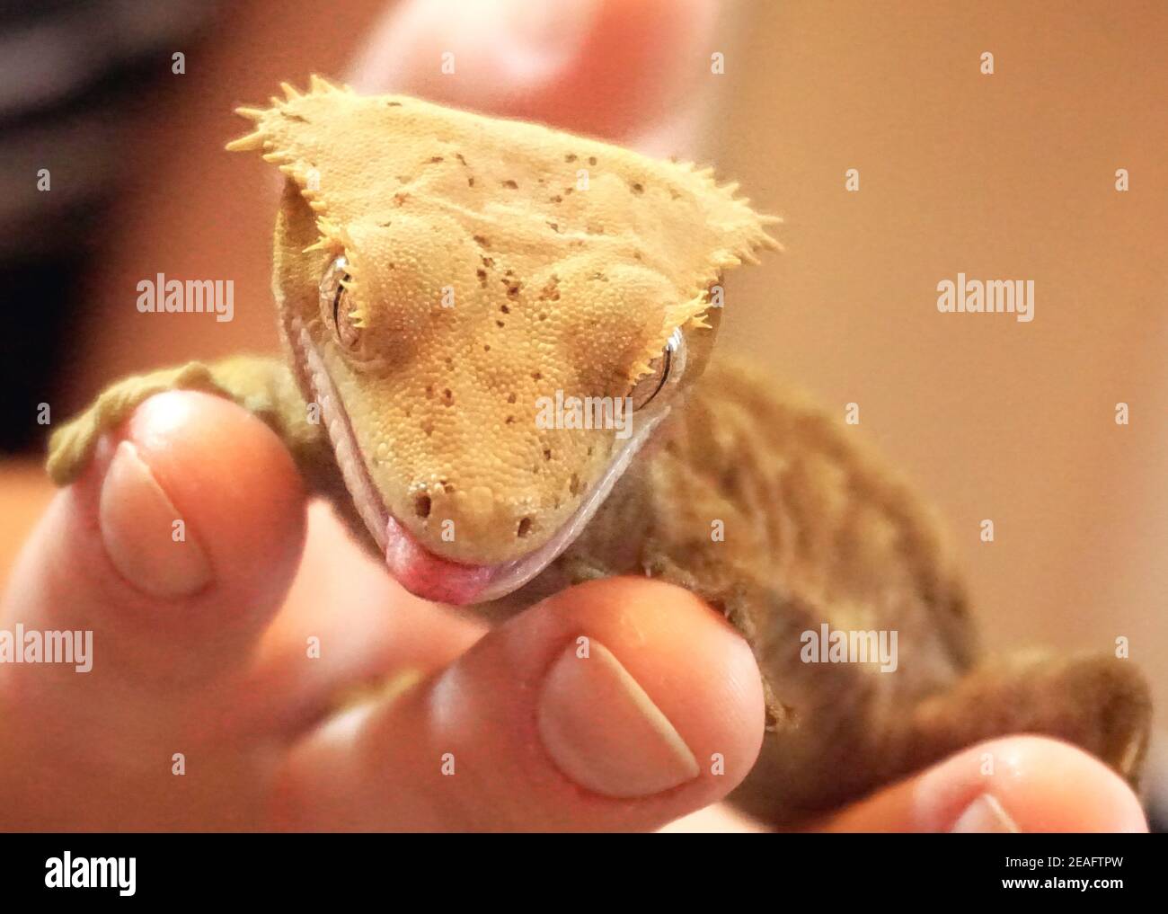 Gecko hands hi-res stock photography and images - Alamy