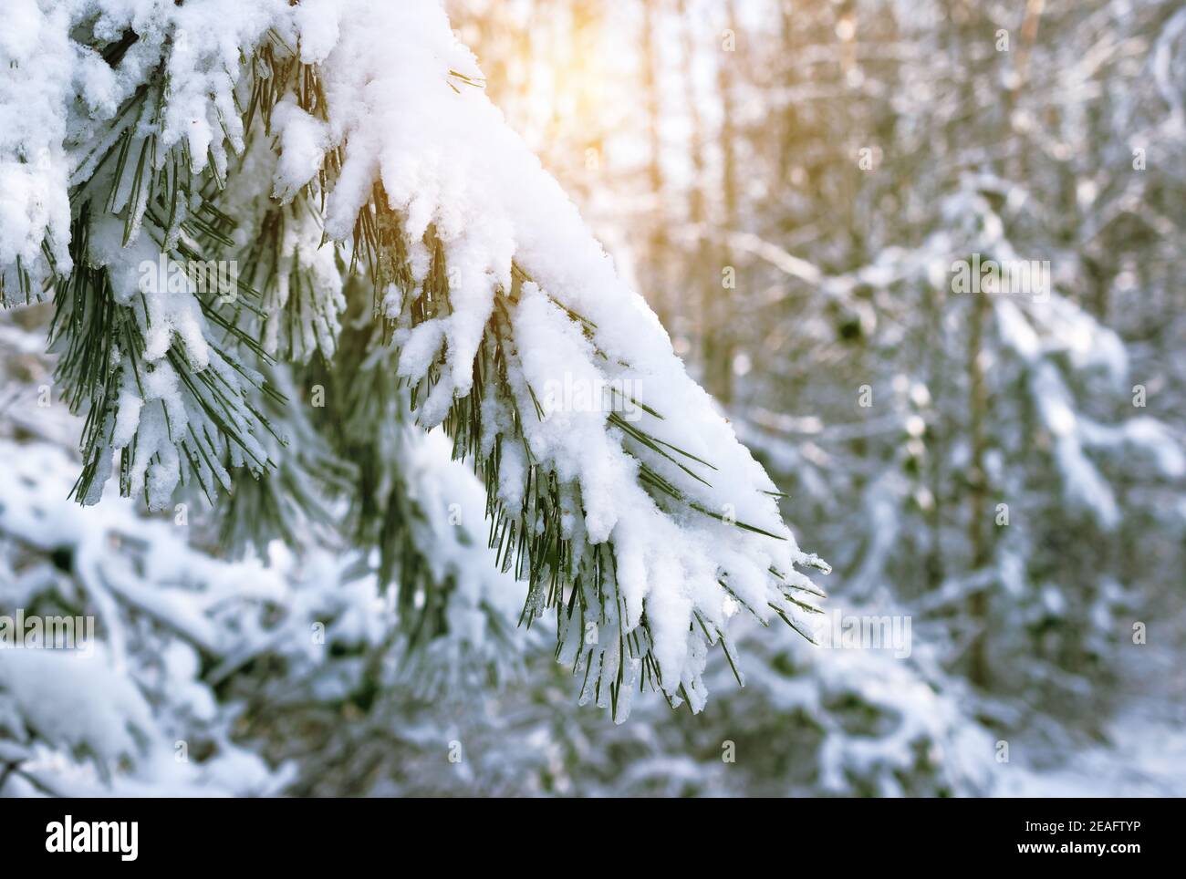 Snow covered pine tree branches Stock Photo - Alamy