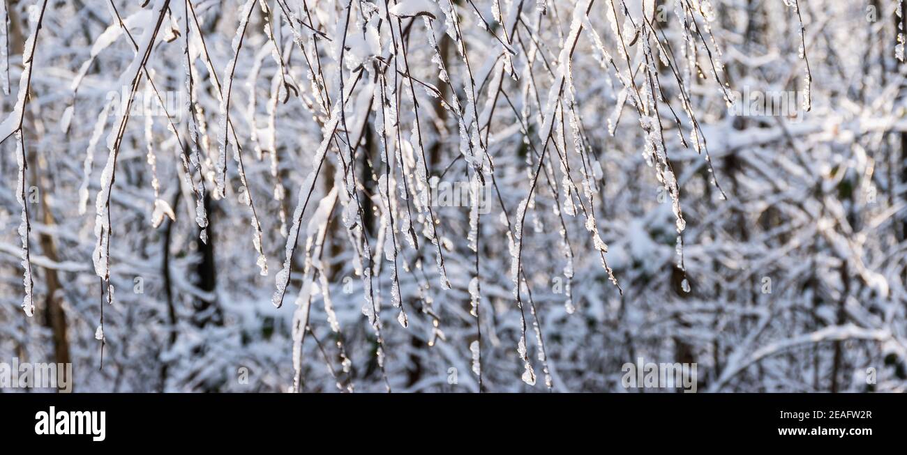 Hanging tree twigs with frozen snow Stock Photo - Alamy