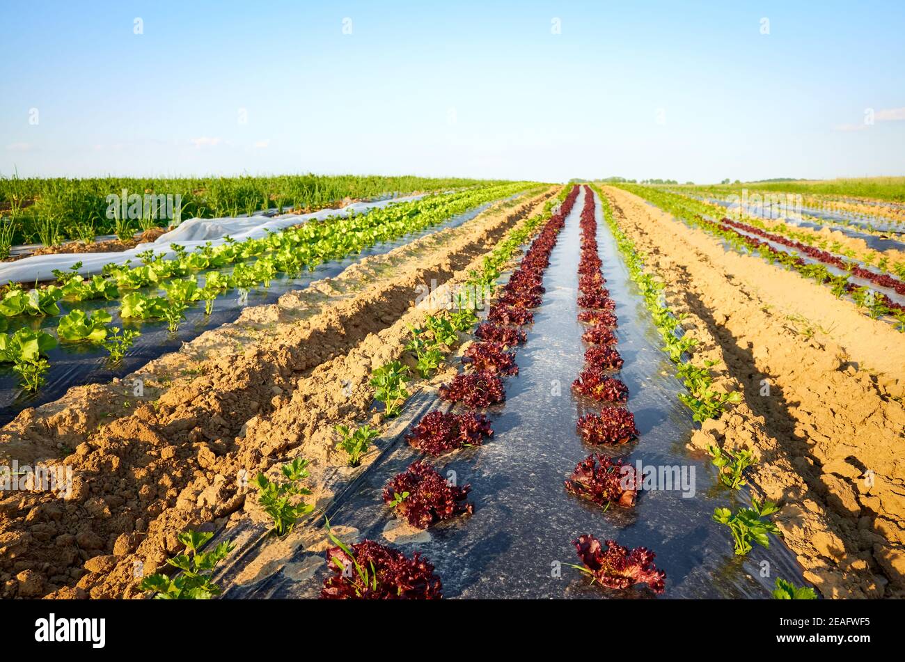 Field vegetable covered plastic agriculture hi-res stock photography ...