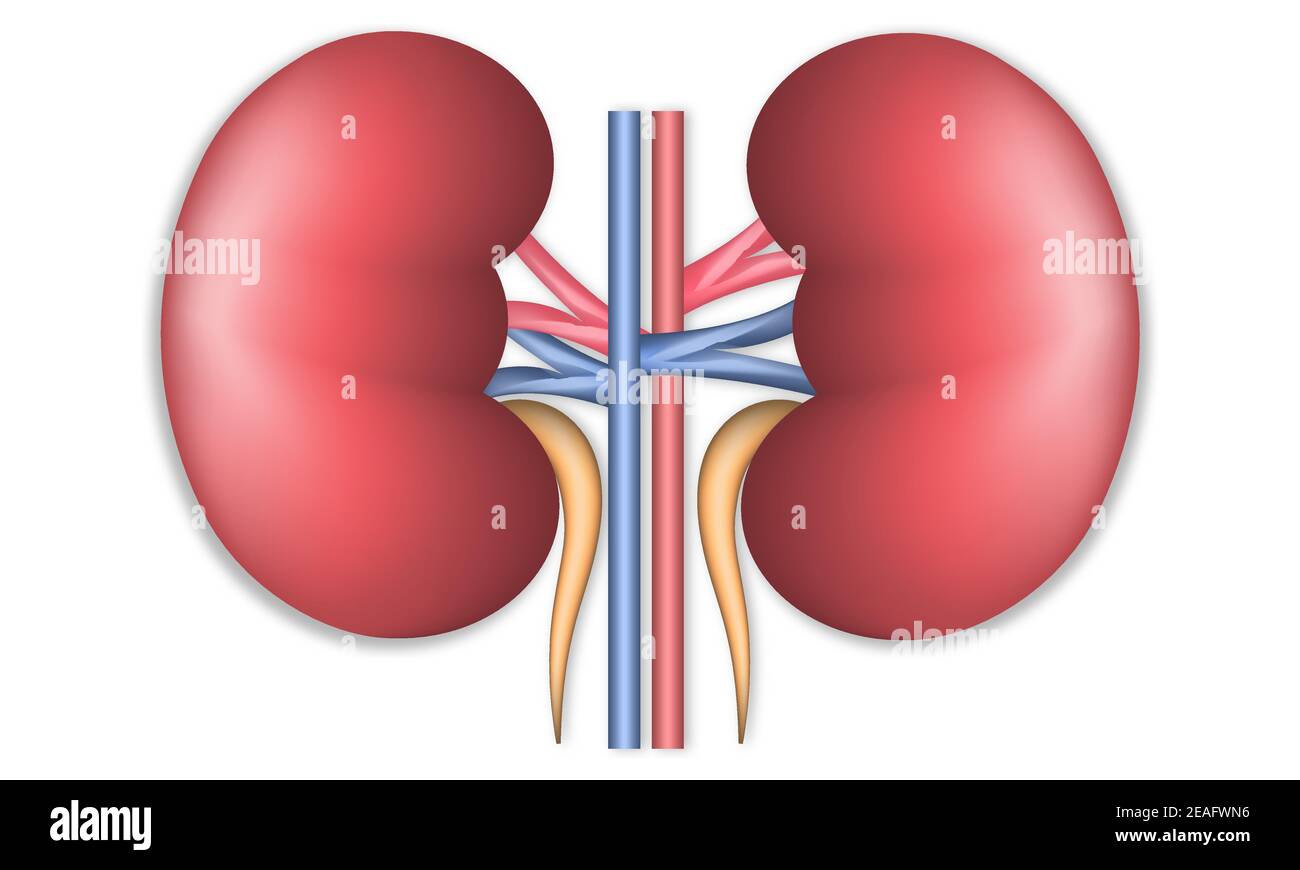 Human kidney Stock Vector Images - Alamy
