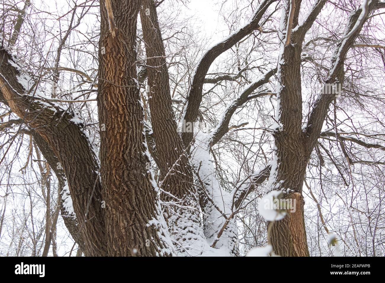 Winter landscape - elm tree with thick stems Stock Photo - Alamy
