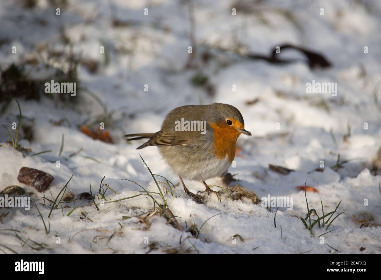 Robin picture hi-res stock photography and images - Alamy