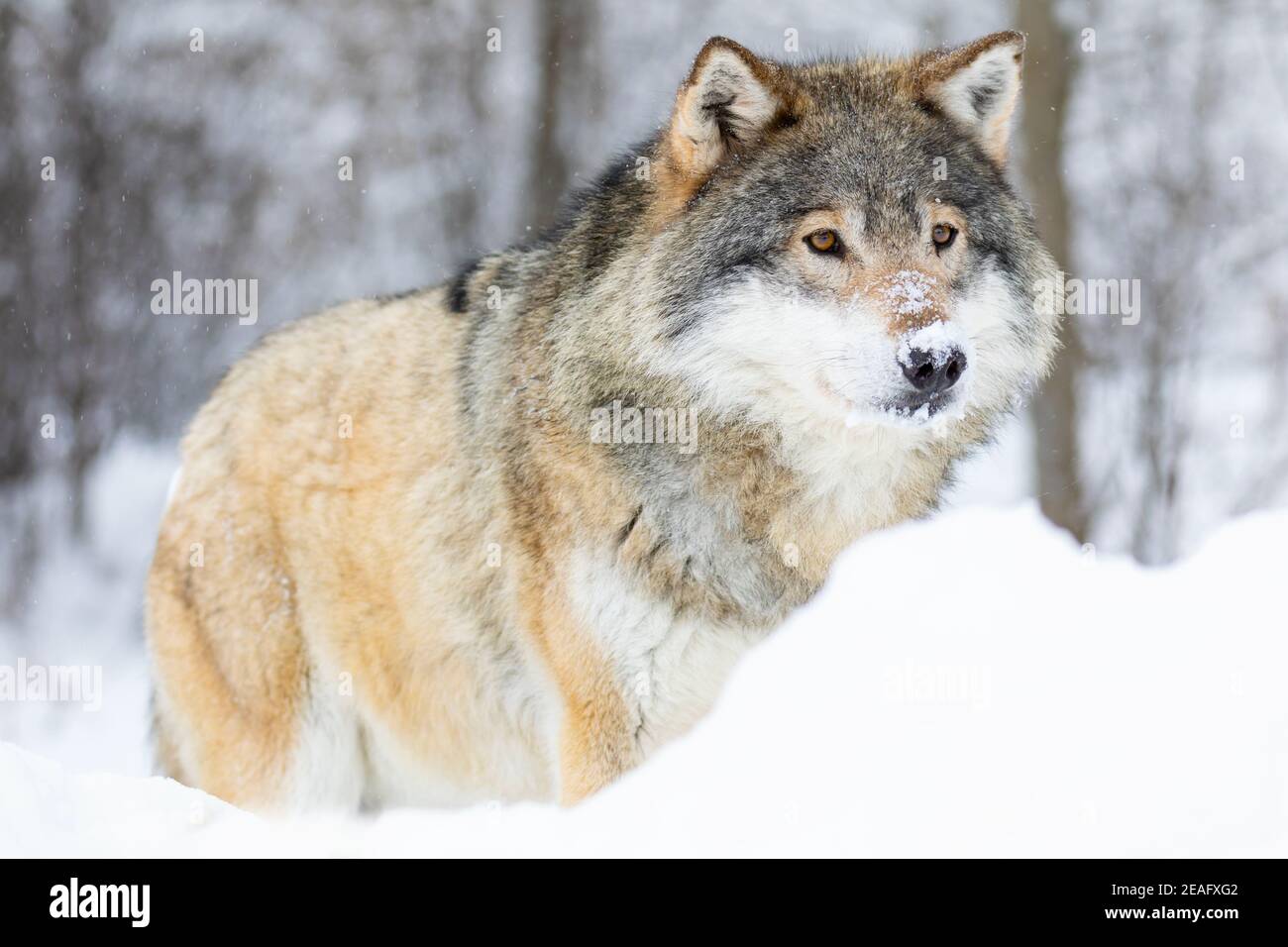 Wolf nose close up hi-res stock photography and images - Alamy