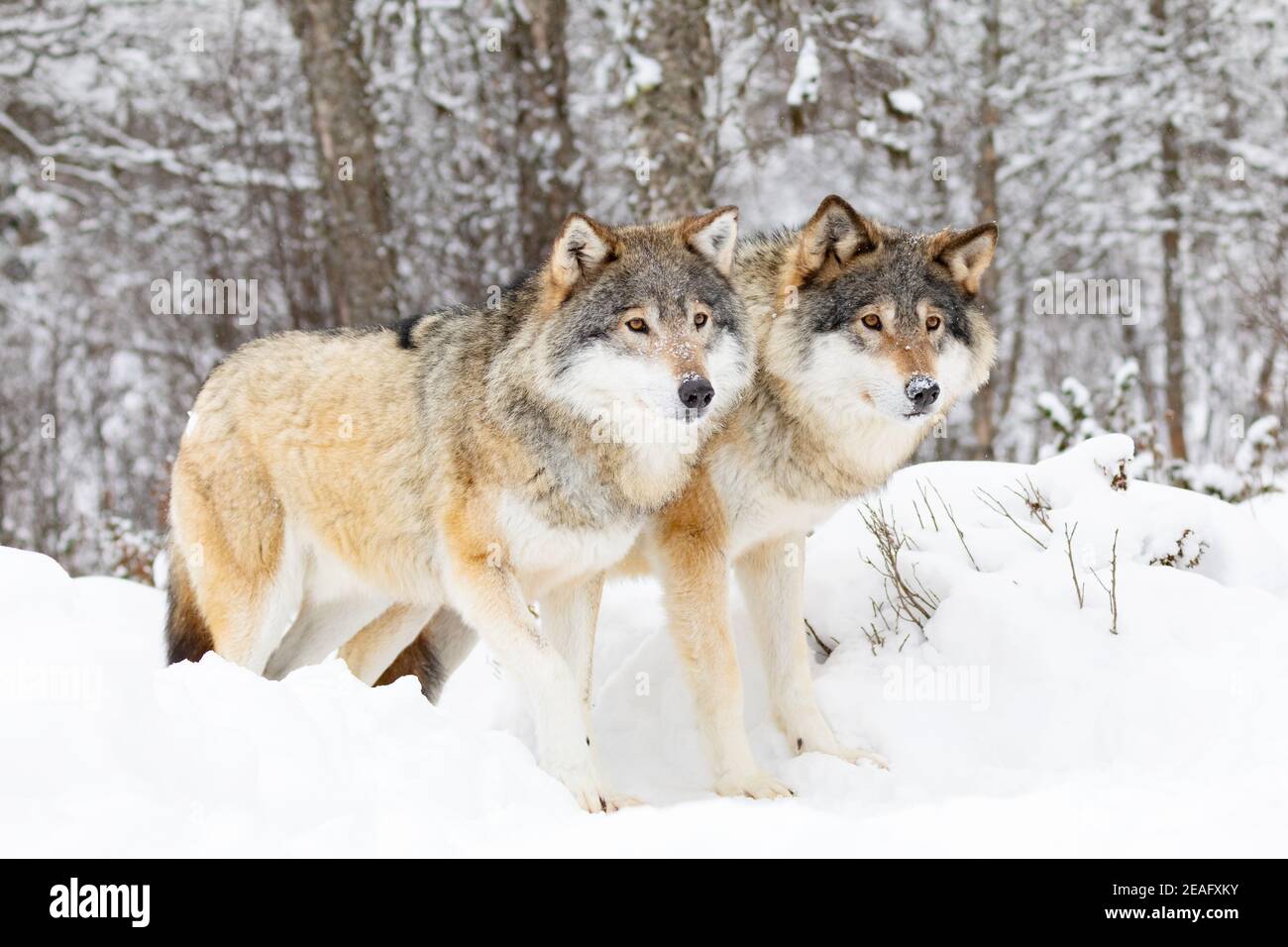 Beautiful snowy white forest in hi-res stock photography and images - Alamy