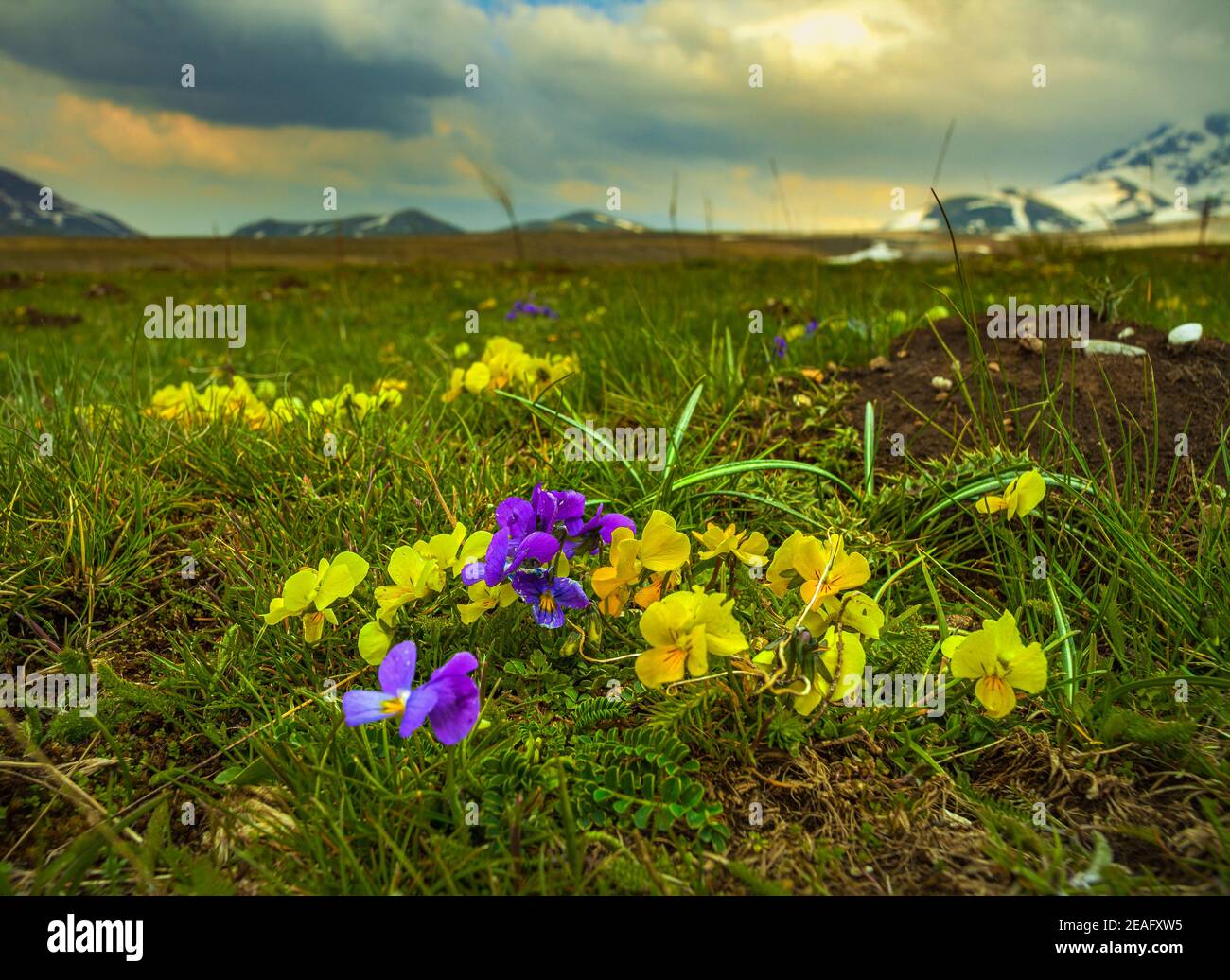 Field violet wild mountain flowers hi-res stock photography and images ...