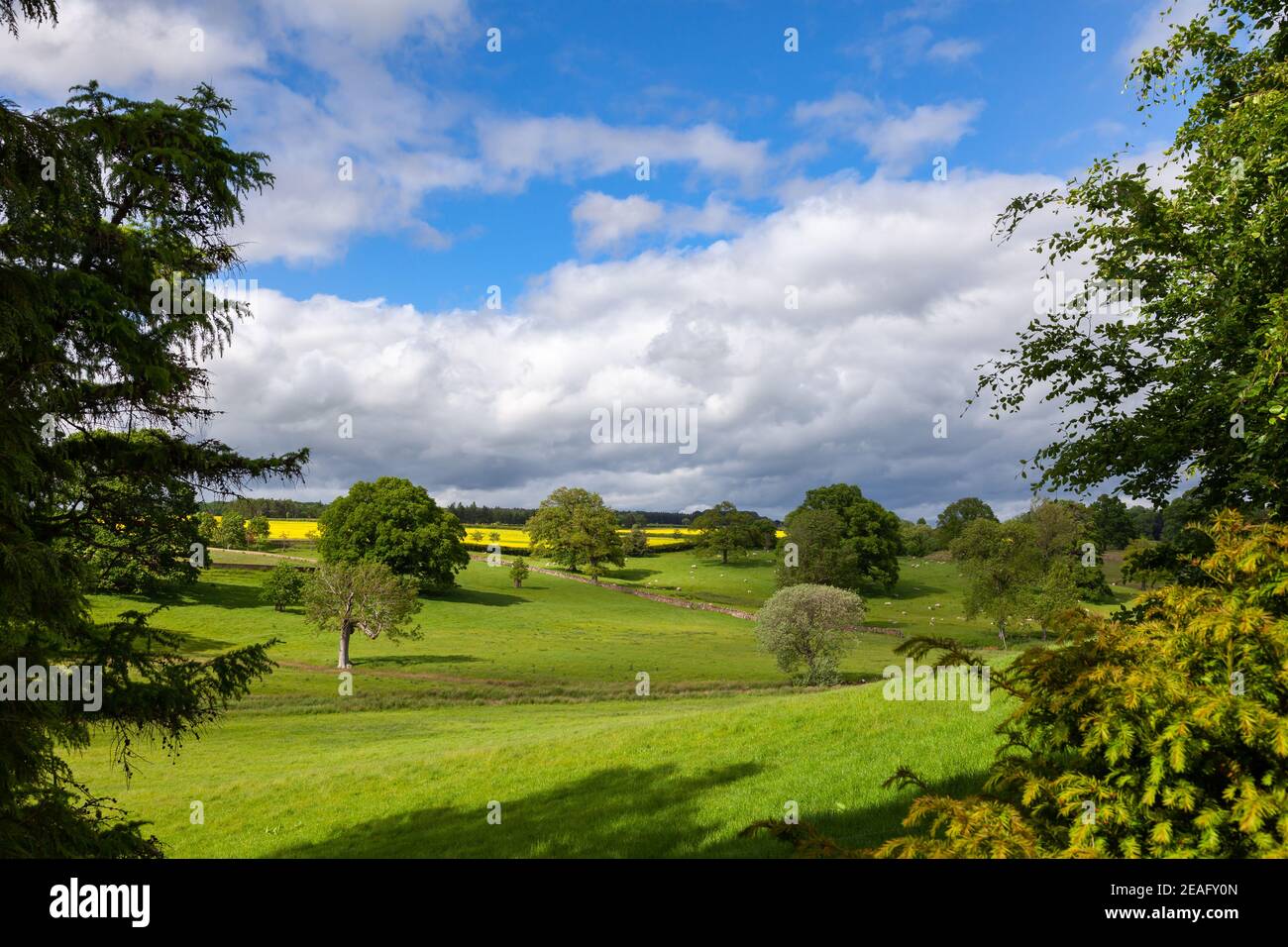 Summer rural landscape with sheep grazing on green field in Southern ...