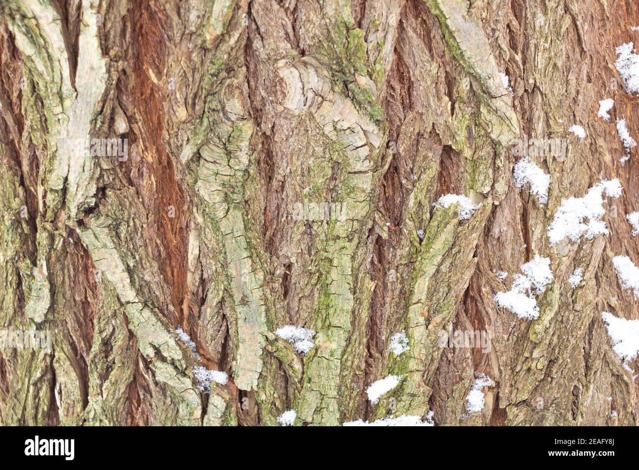 Willow tree bark hi-res stock photography and images - Alamy