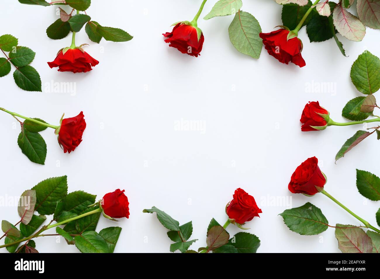 Red roses frame on a white background, copyspase Stock Photo - Alamy
