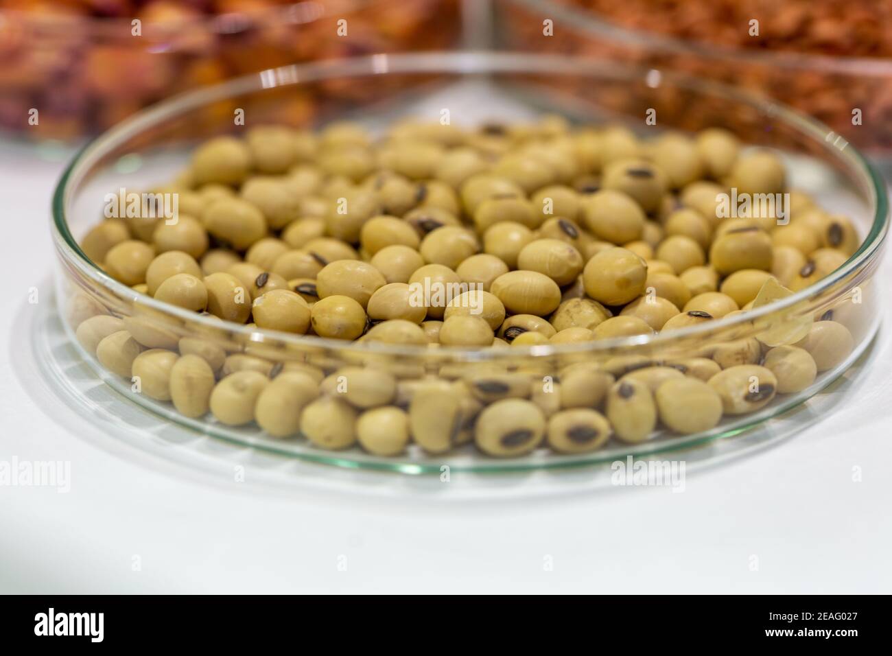 Soy seeds in a petri dish in the lab Stock Photo - Alamy