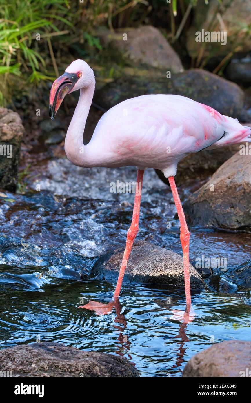 Bright Pink Flamingo Wading In A Small Stream Stock Photo Alamy Bright Pink Flamingo Wading In A Small Stream Stock Photo Alamy