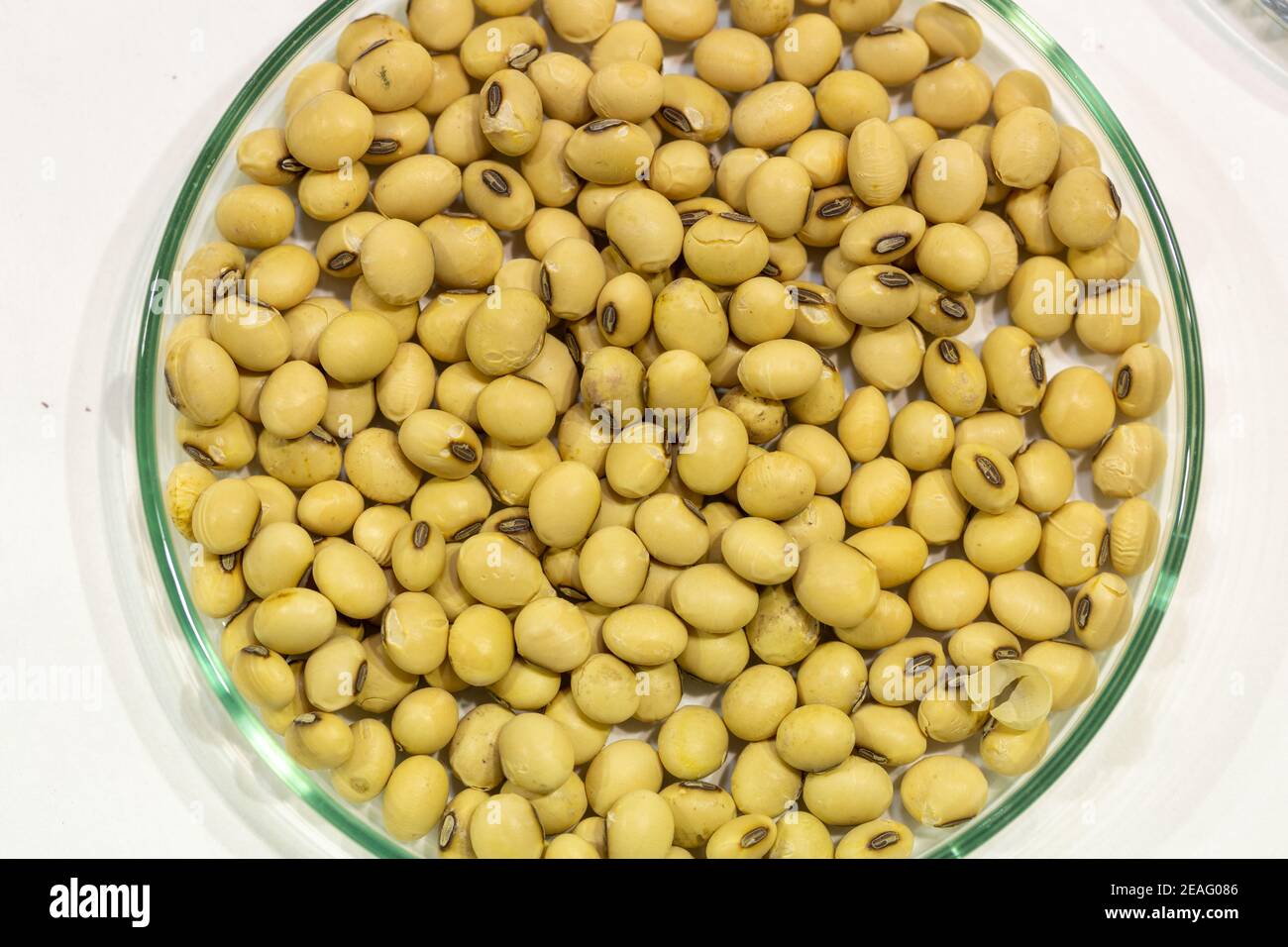 Soy seeds in a petri dish in the lab Stock Photo - Alamy