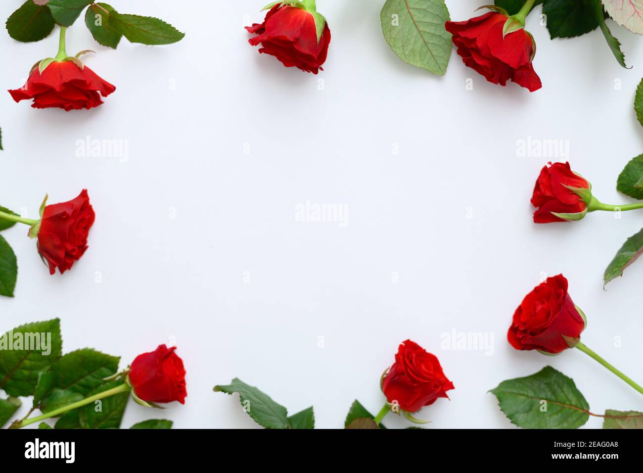 Red roses frame on a white background, copyspase Stock Photo - Alamy