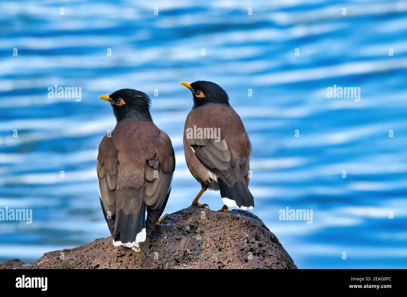 Two common mynas hi-res stock photography and images - Alamy