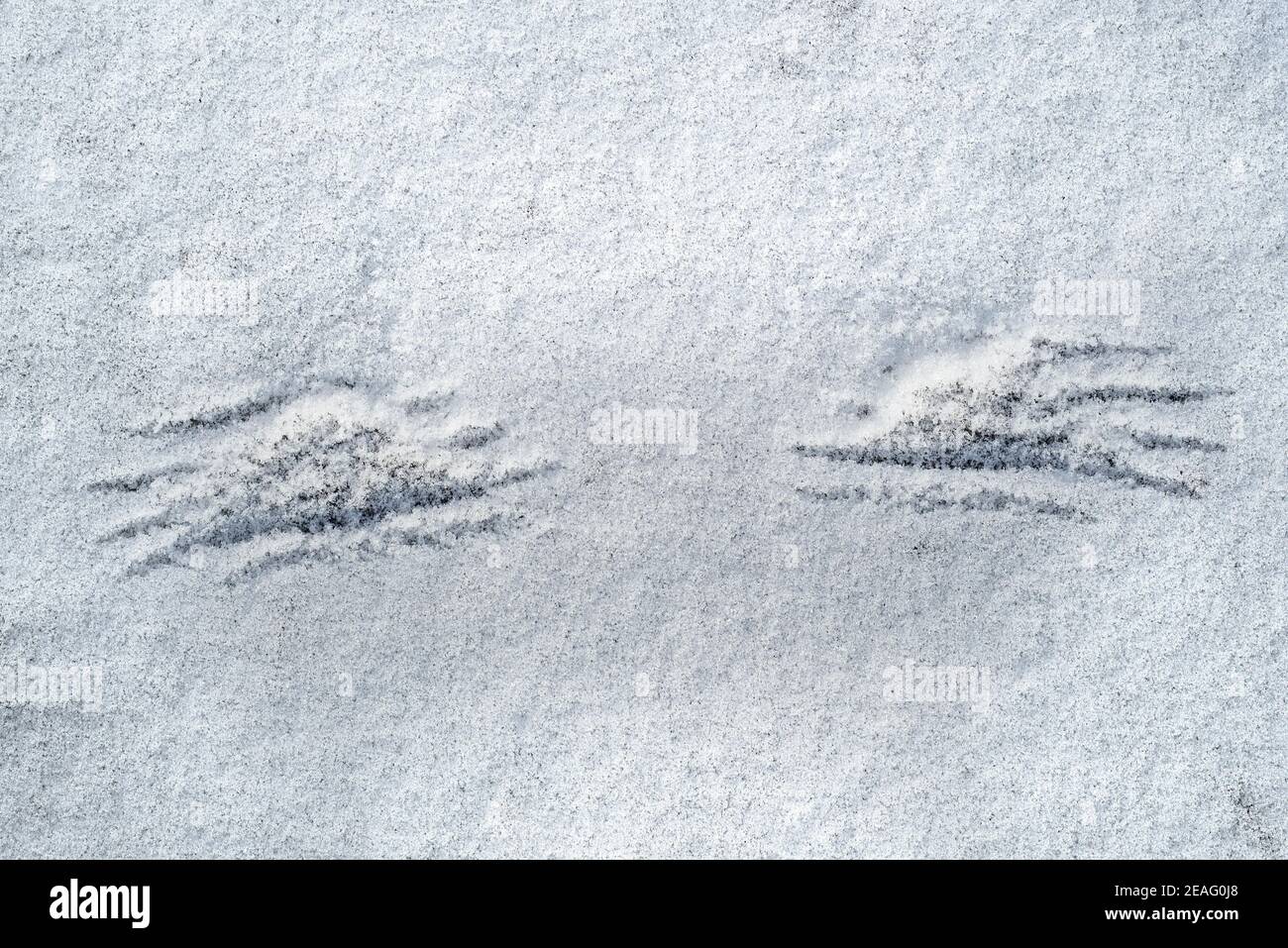 Imprints of wingtips / wing tips of bird taking off in the snow in ...