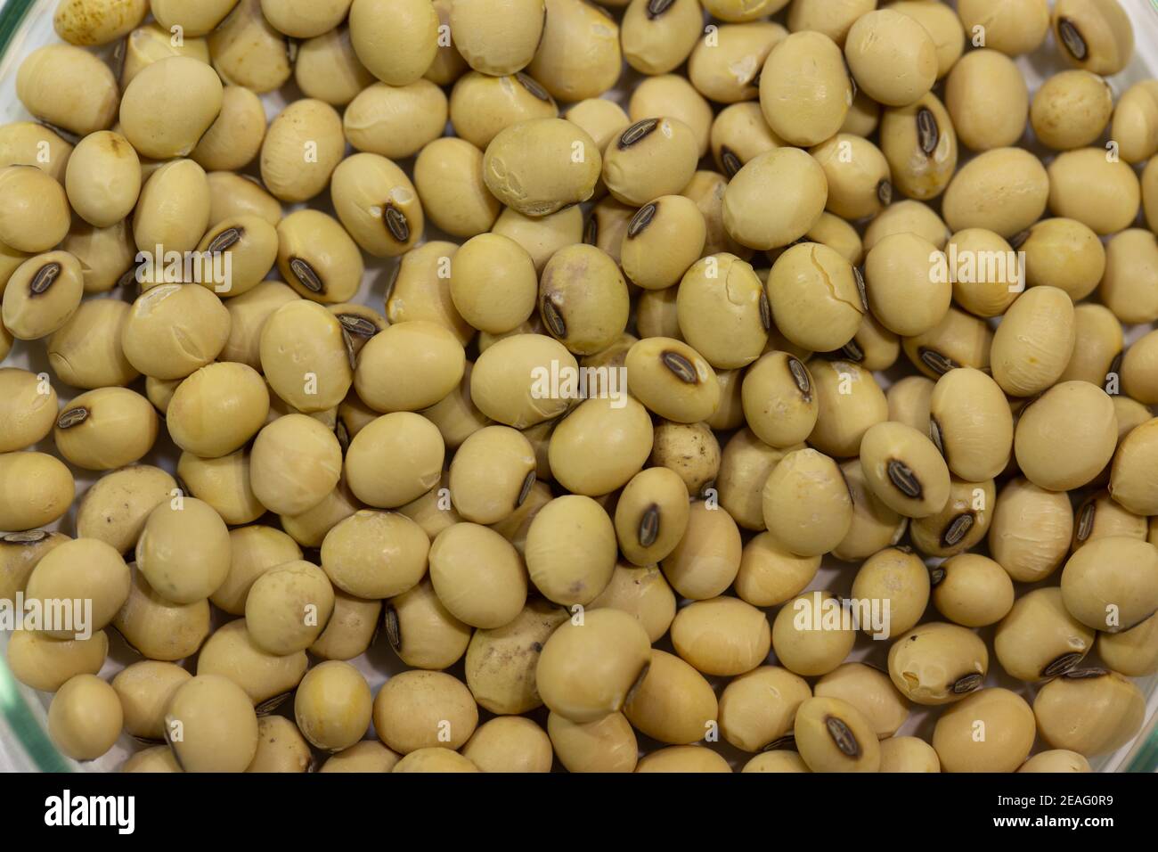 Seed plant in petri dish hi-res stock photography and images - Alamy