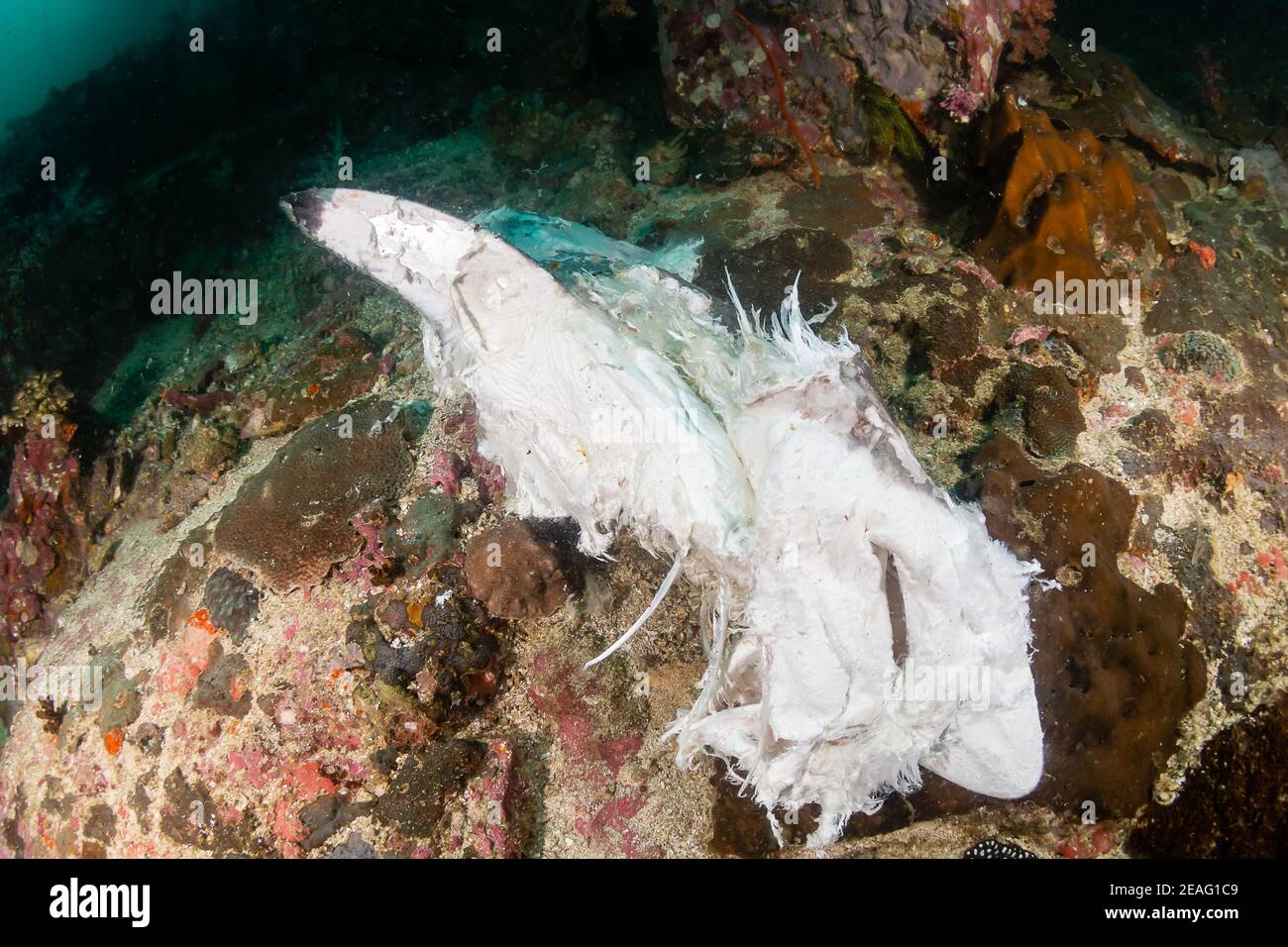 Dead, rotting reef shark on a coral reef recently hit by Blast Fishing ...