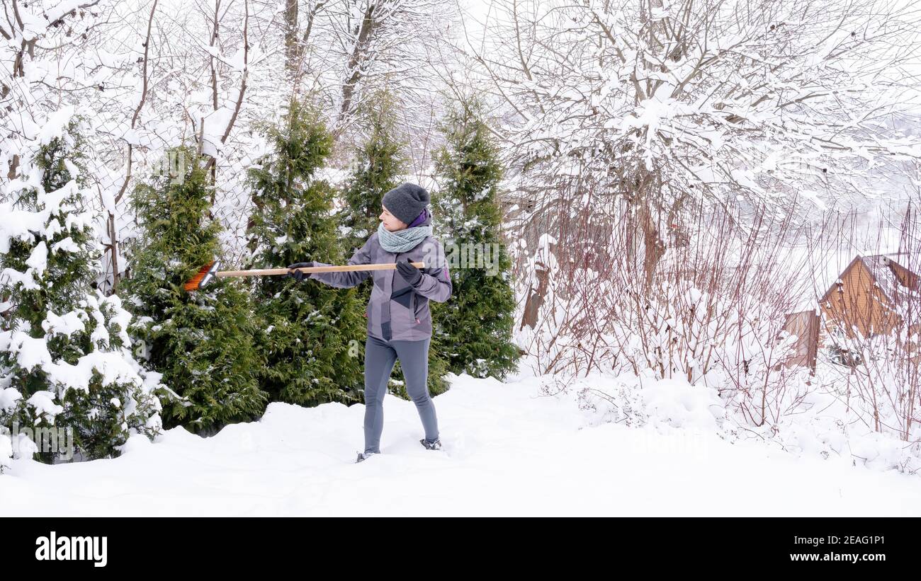 Figure 2. After clearing snow from garden conifers. The gardener cleans ...