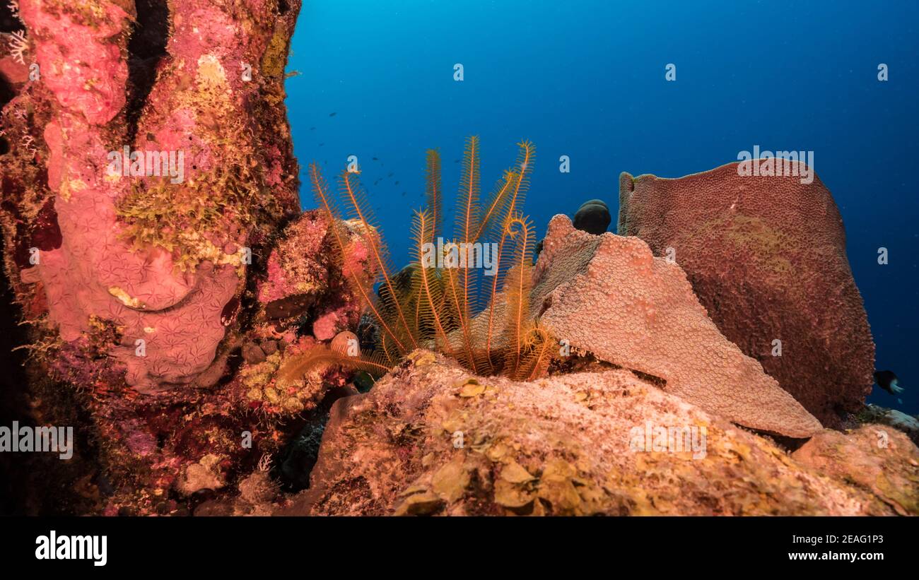 Seascape in shallow water of coral reef in Caribbean Sea, Curacao with ...