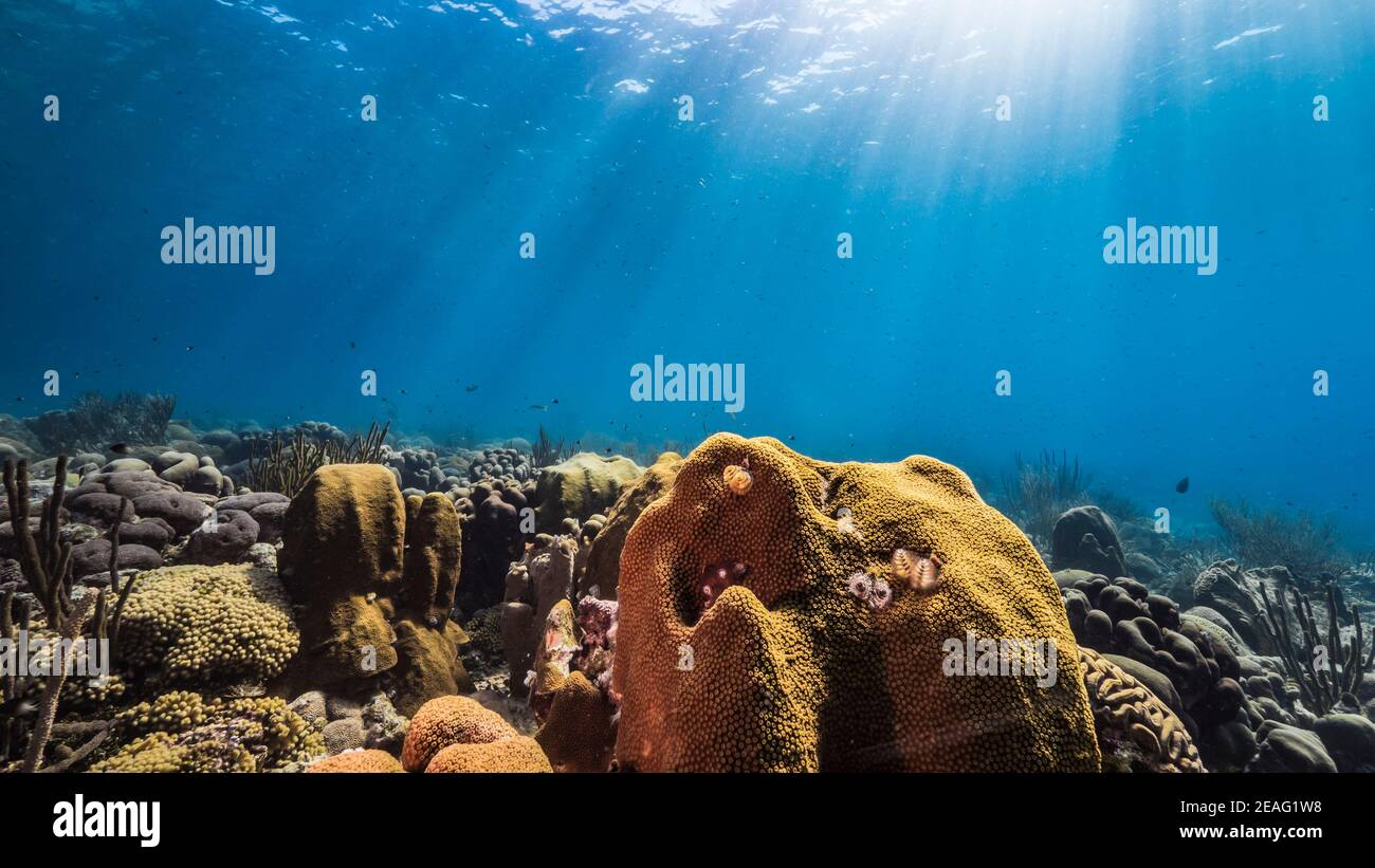 Curacao underwater view hi-res stock photography and images - Alamy