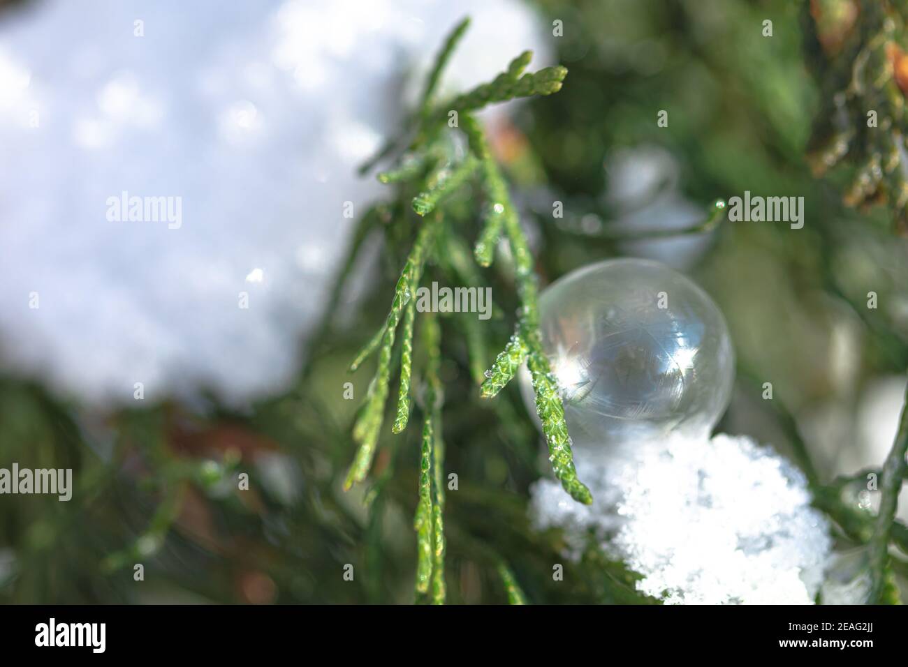 soap bubbles frozen on the tree. High quality photo Stock Photo - Alamy