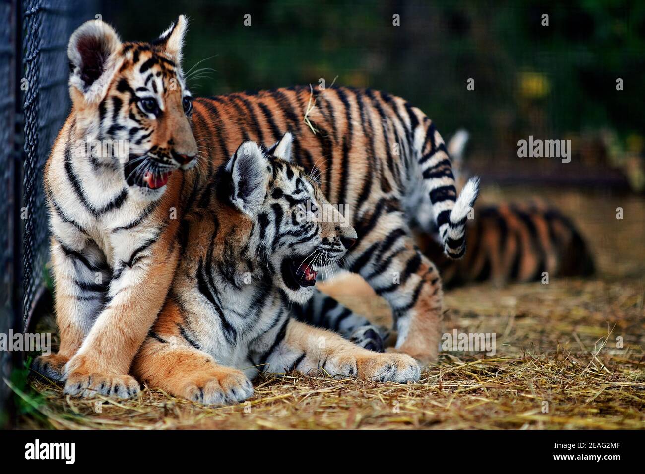 Little tiger cubs playing. young Tiger Stock Photo - Alamy