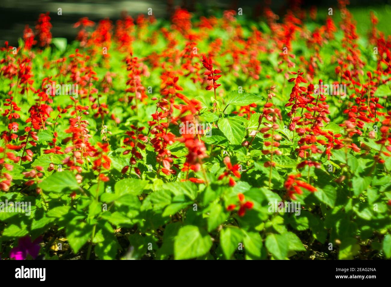 Salvia Splendens Vista Mix