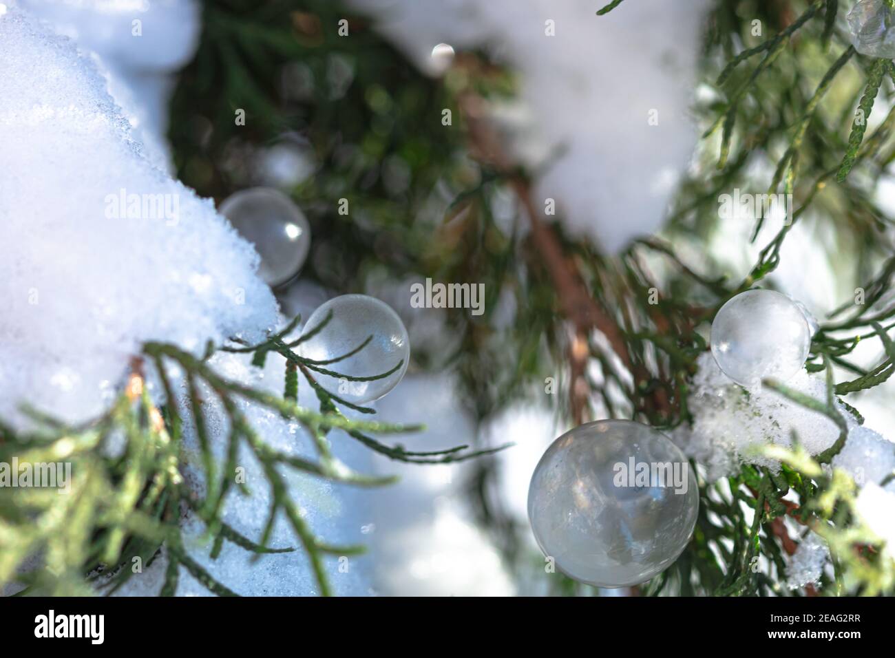 soap bubbles frozen on the tree. High quality photo Stock Photo - Alamy
