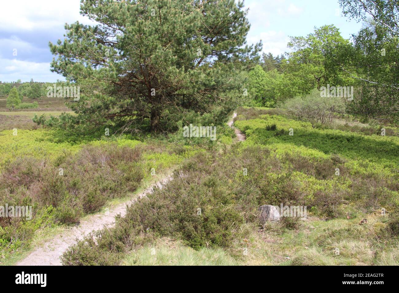 Impressionen aus der Lüneburger Heide Stock Photo - Alamy