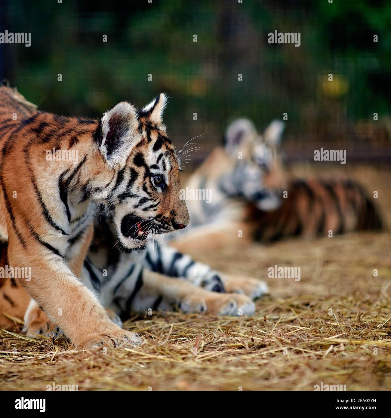 Little tiger cubs playing. young Tiger Stock Photo - Alamy